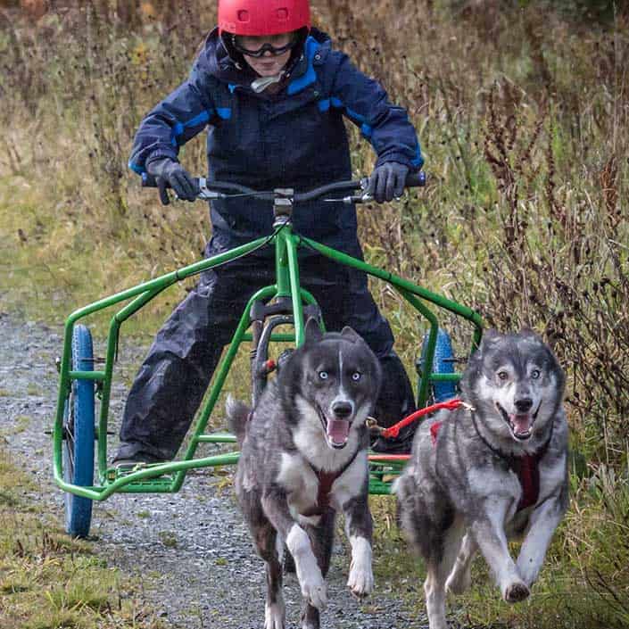 Intro to Mushing - Mynydd Sleddog Adventures