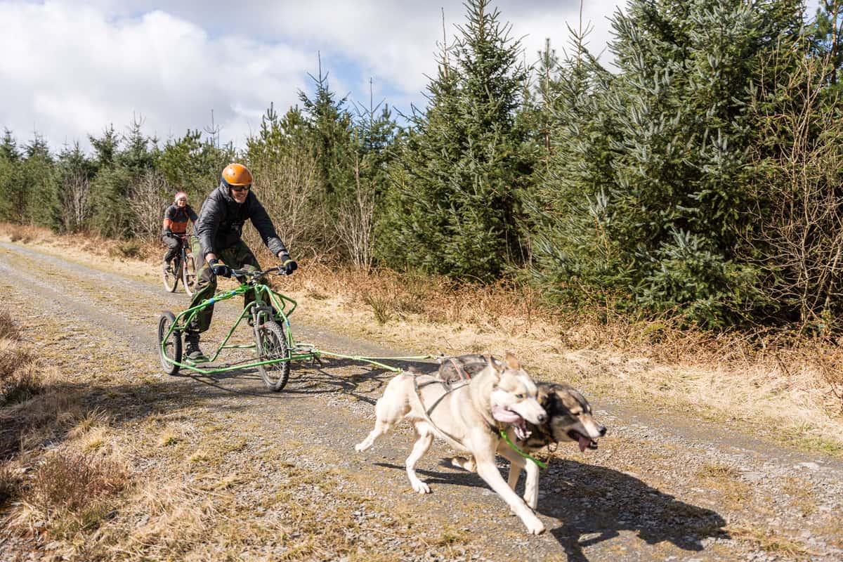 Intro to Mushing - Mynydd Sleddog Adventures